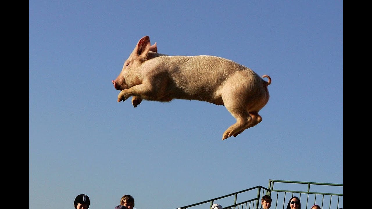 Minecraft but, PIG GO BRRRR - Minecraft videos