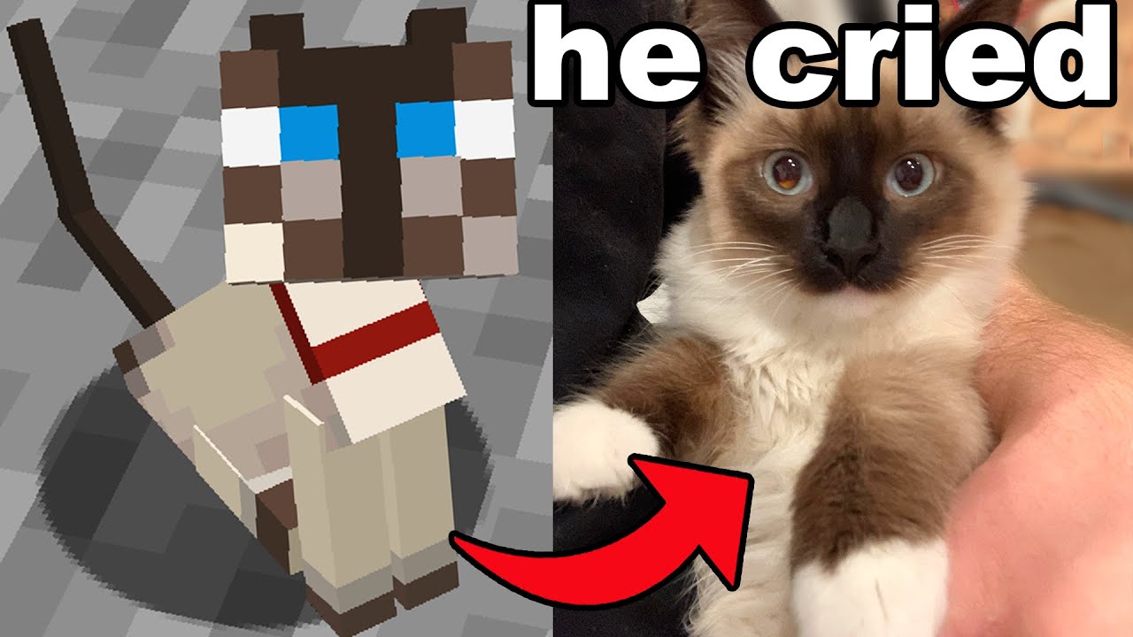I Gave My Brother His Minecraft Cat in Real Life - Minecraft videos