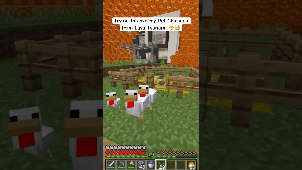 Saving my Chickens from a Lava Tsunami in Minecraft #minecraft ...